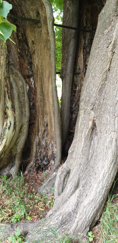 1000 jarige Lindeboom | de Grebbestee