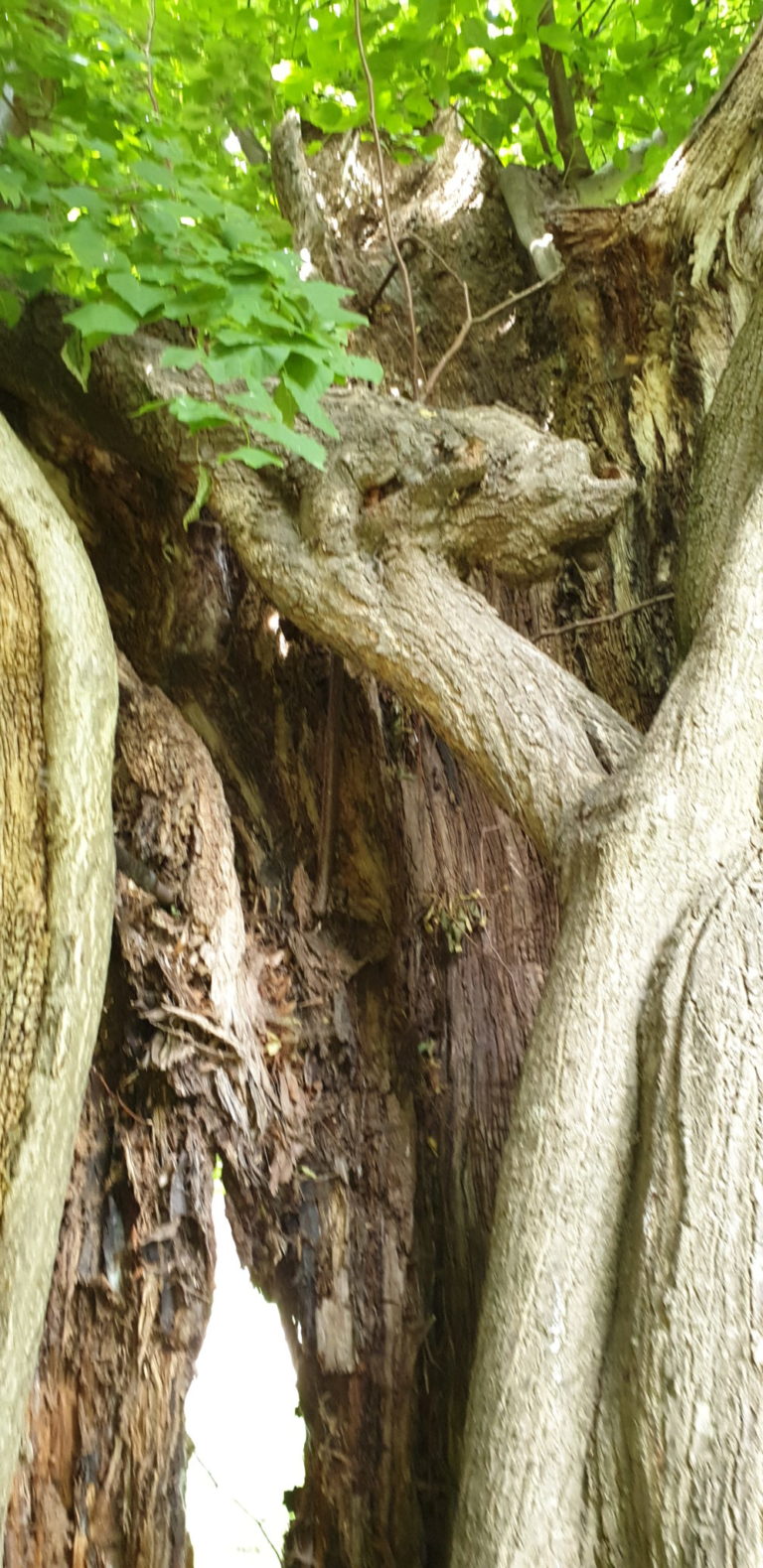 1000 jarige Lindeboom | de Grebbestee