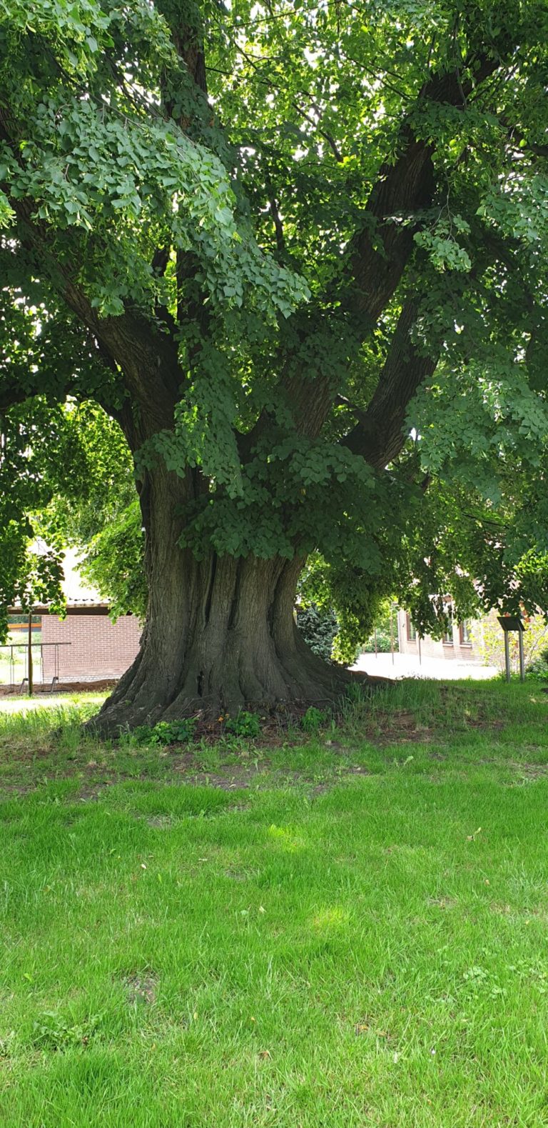 1000 jarige Lindeboom | de Grebbestee